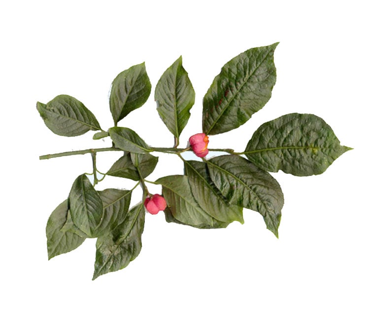 Fusain d'Europe - Créateur de forêt