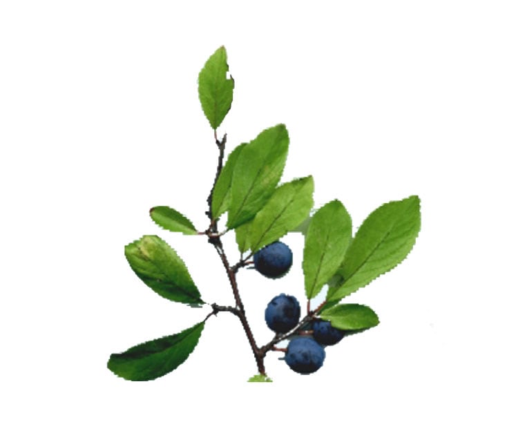 Prunellier - Créateur de forêt