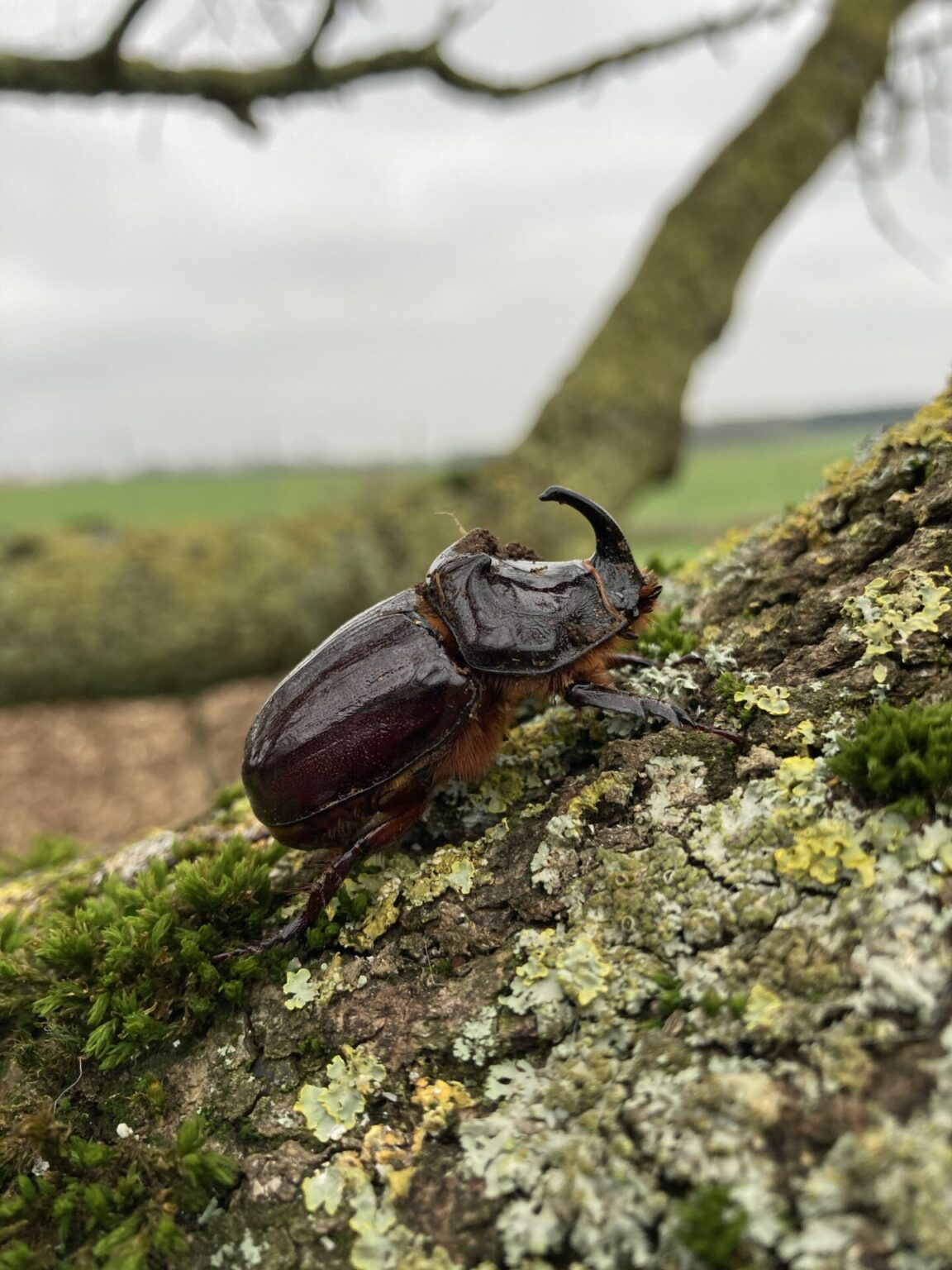 Scarabée rhinocéros européen - Créateur de forêt