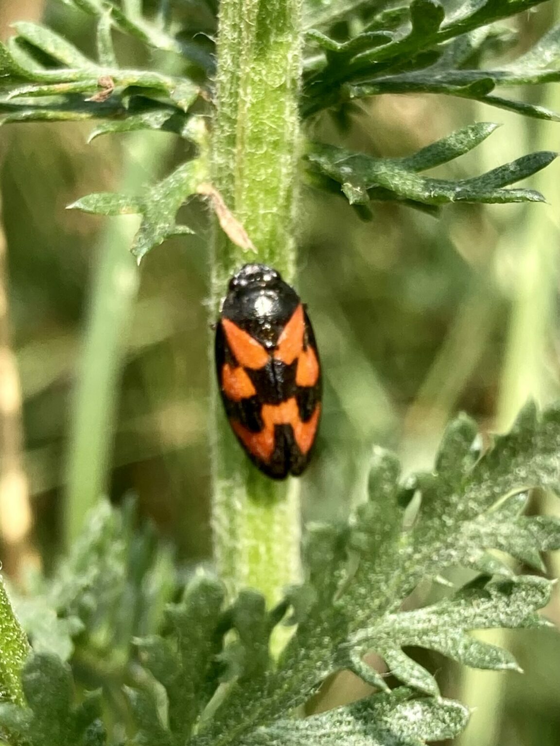 Cercope sanguin - Créateur de forêt